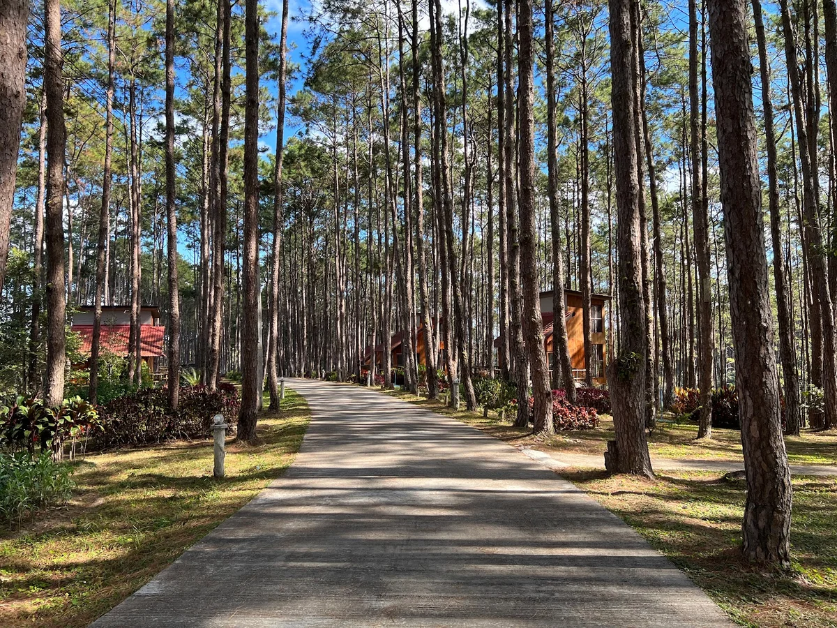Doi Bo Luang Forest Park Forest - Ask AI | mindtrip