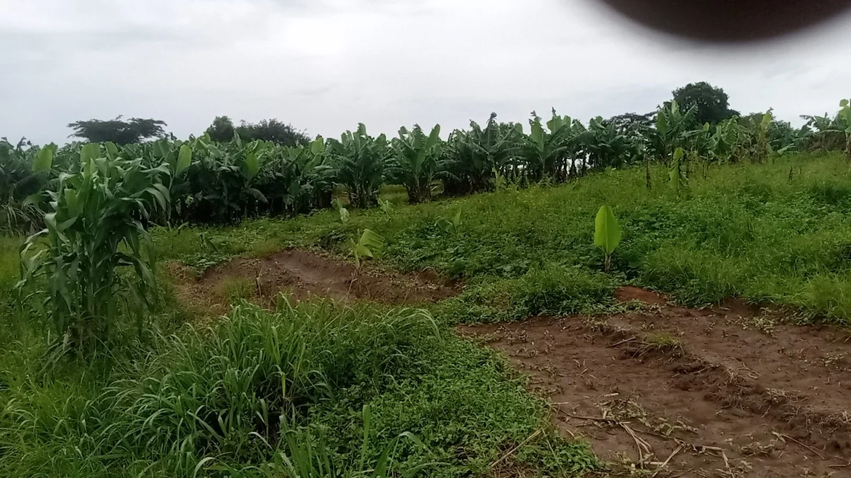 Lodunga farms in Solwezi | Ask Anything