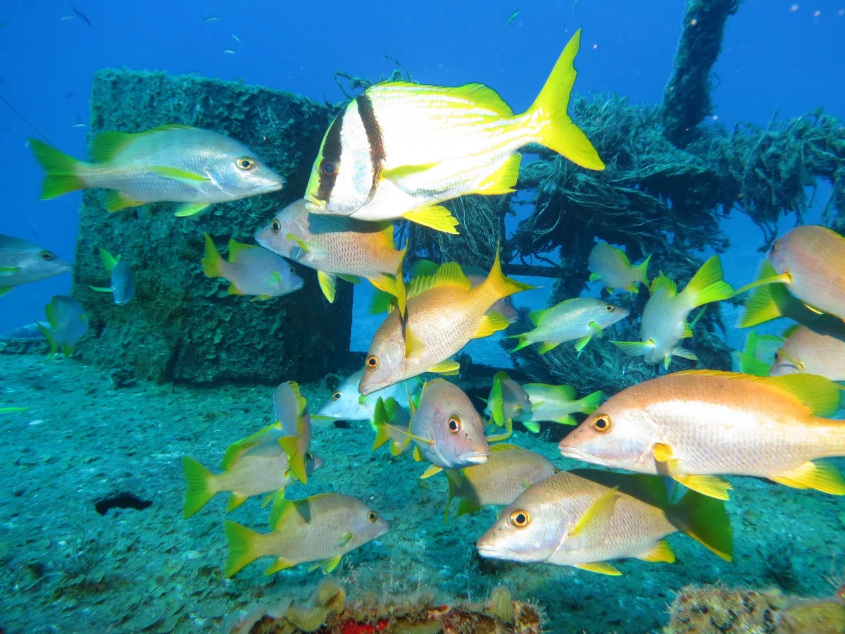 Dive Exuma in George Town, Exuma | Ask Anything
