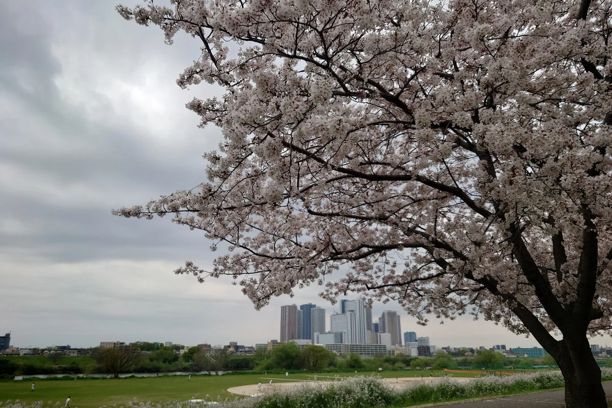 Tamagawa-ohashi Ryokuchi Park in Kawasaki | Ask Anything