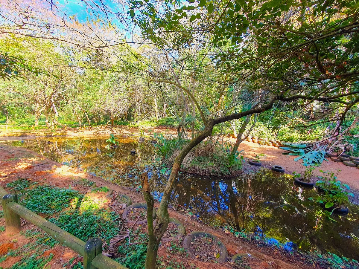 Virginia Bush Nature Reserve in Durban - Ask AI | mindtrip