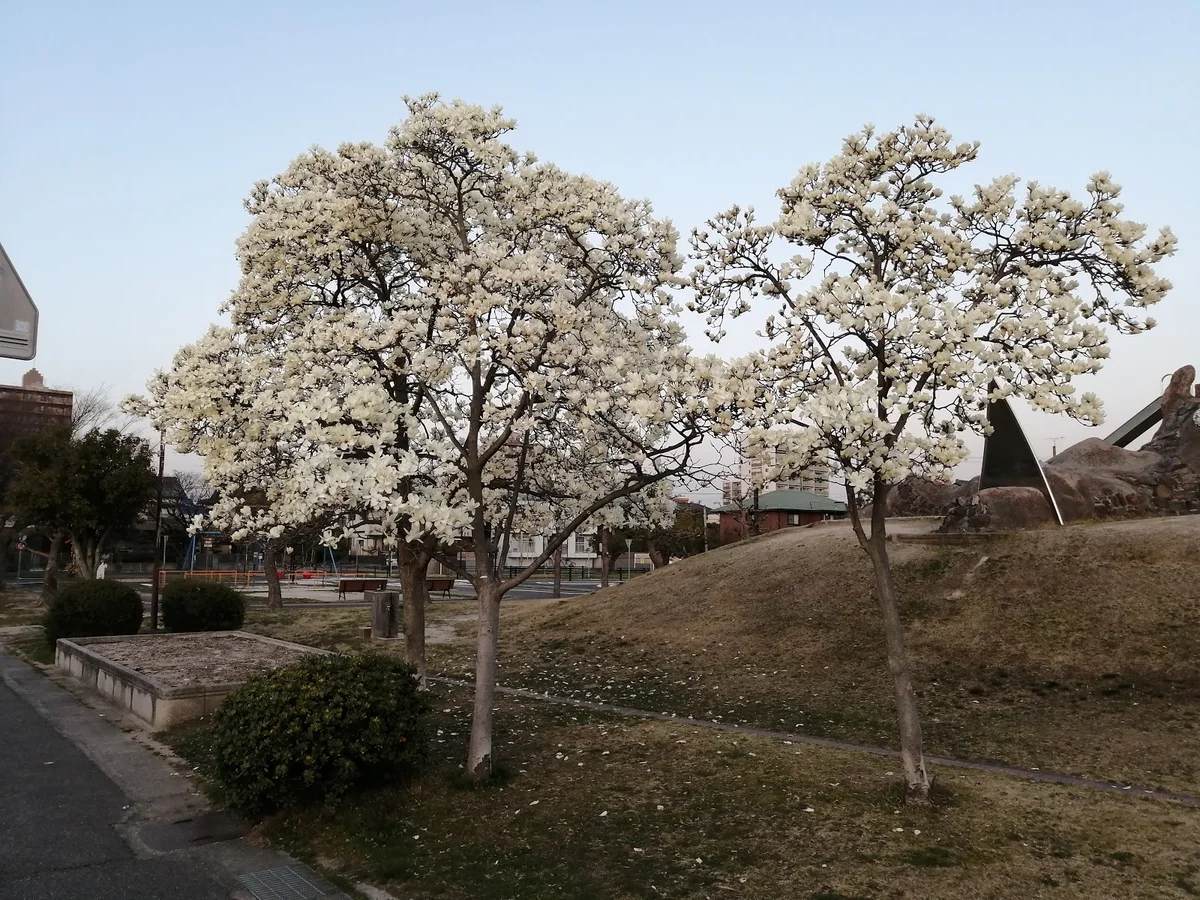Nishiki Park in Anjo, Aichi Prefecture - Ask AI | mindtrip