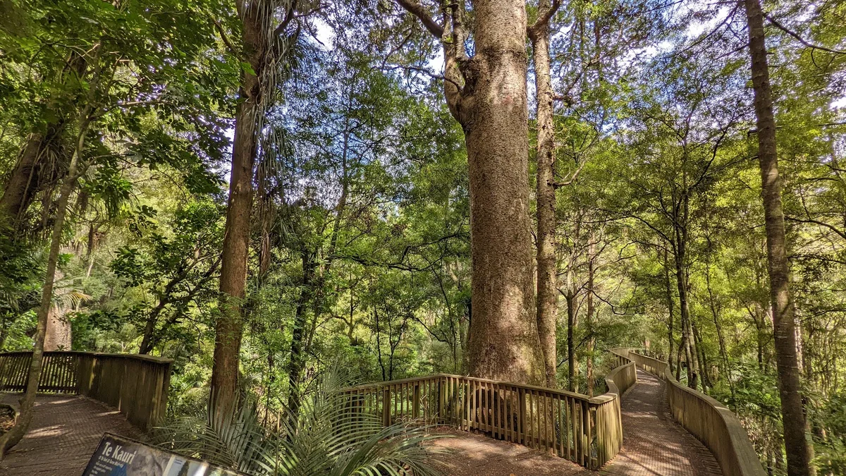 Paranui Falls Lookout | What to Know Before You Go