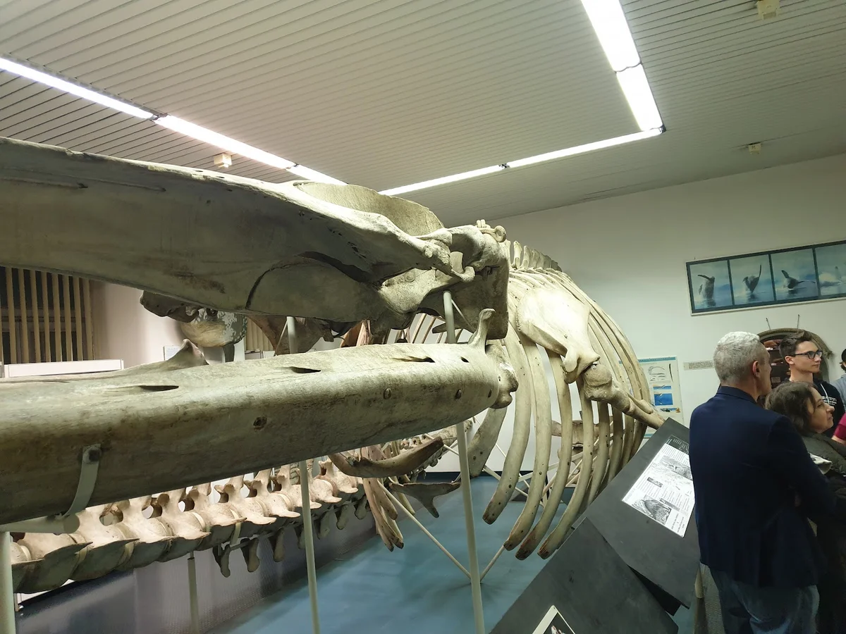 Museum of Comparative Anatomy "Battista Grassi"