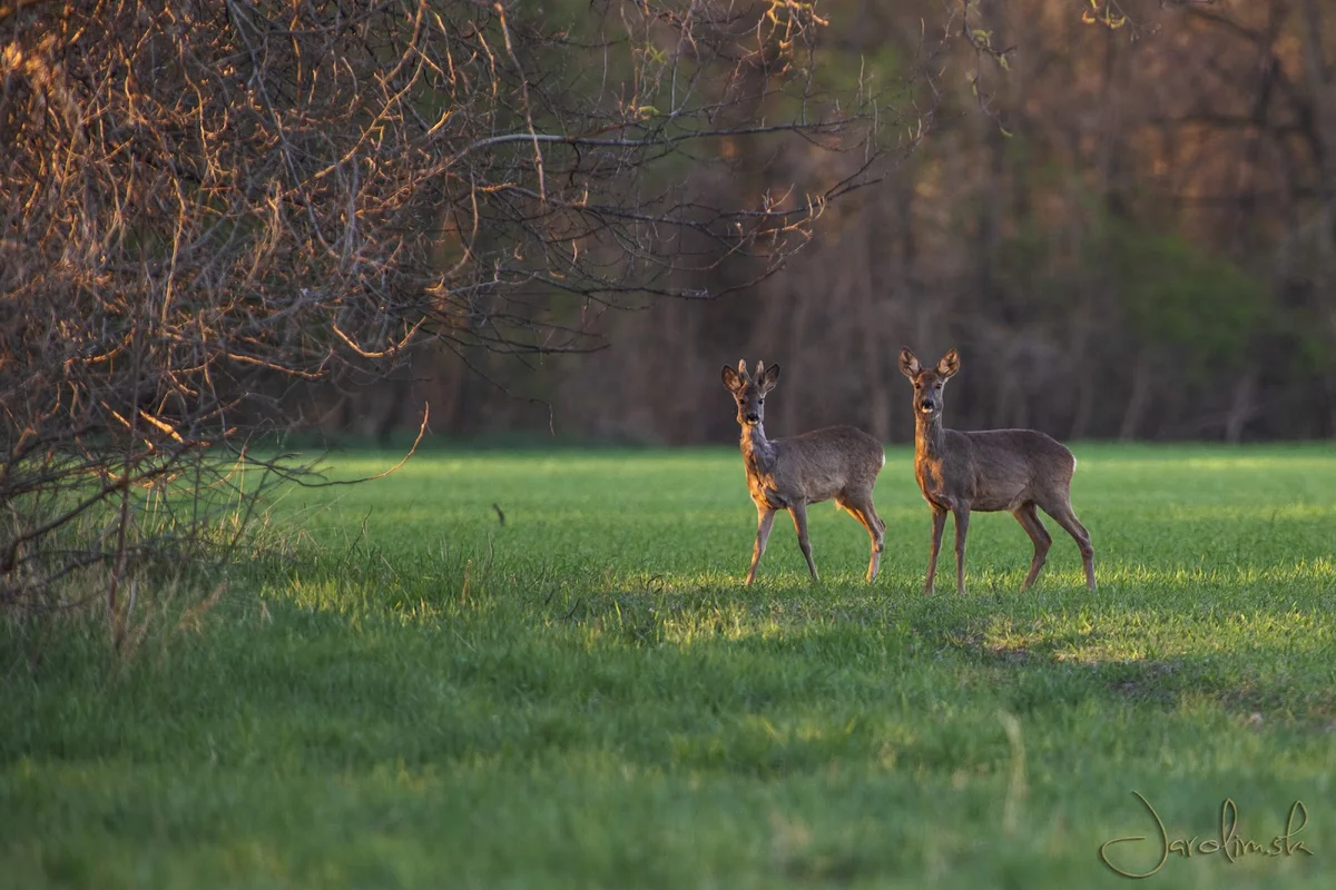 Lobau Nature Reserve in Vienna, Wien - Ask AI | mindtrip