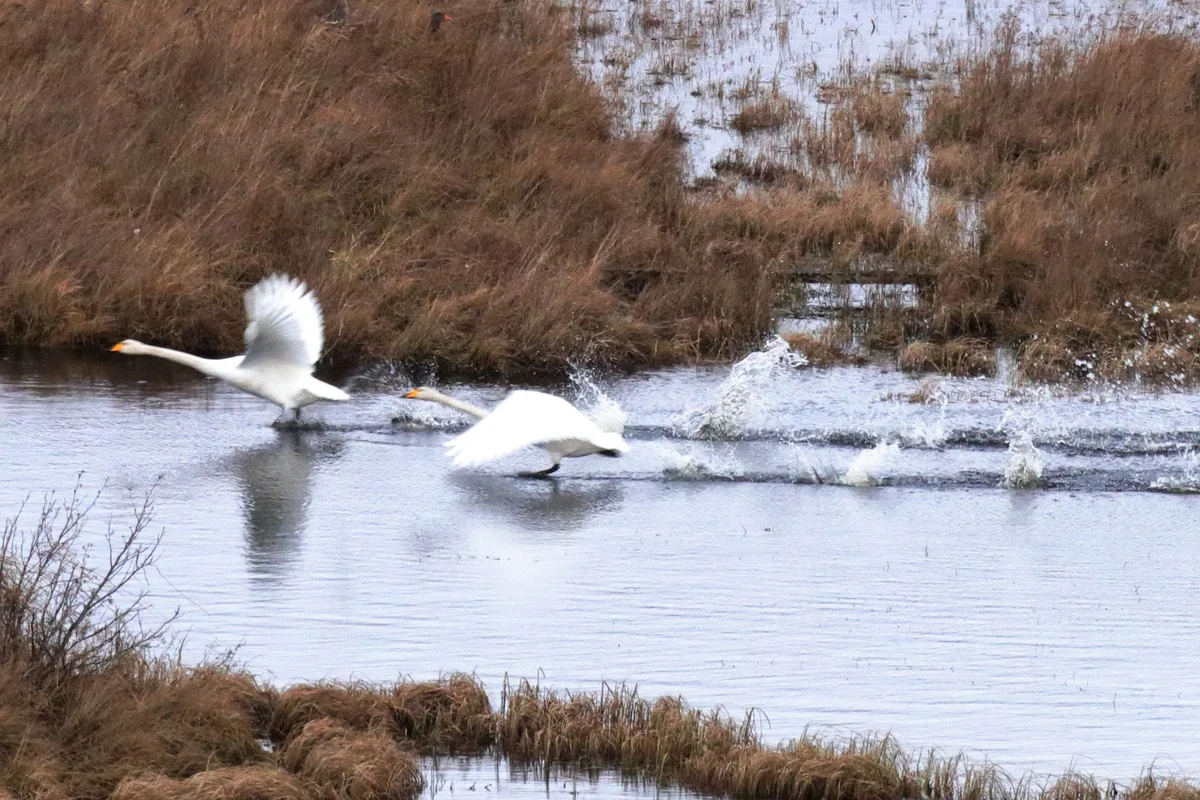 RSPB Insh Marshes in Kingussie, Scotland - Ask AI | mindtrip