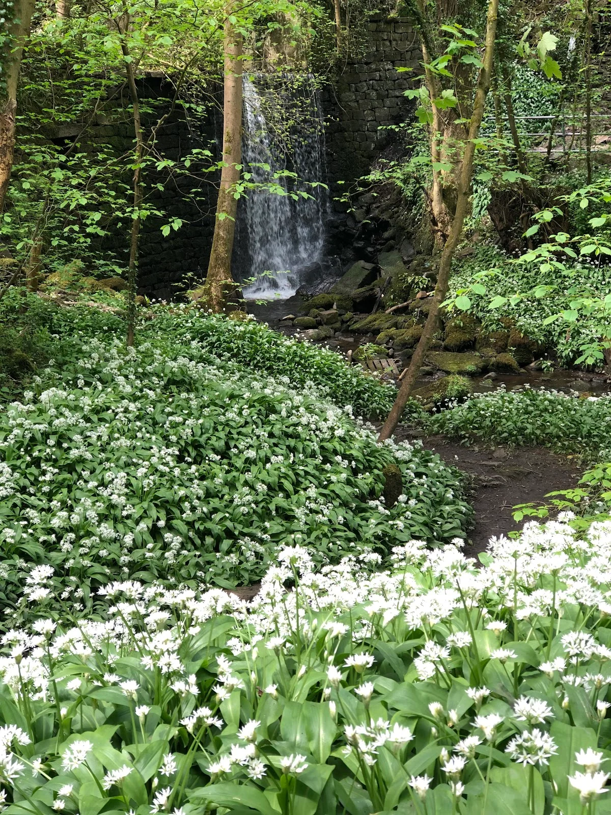 Gill Beck Waterfall in Menston, England | Ask Anything