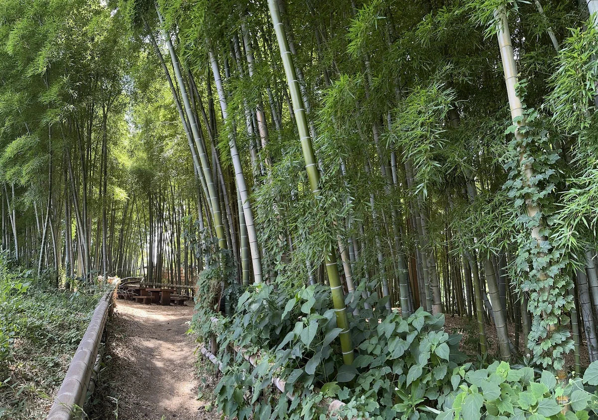 Chikurin Park in Higashikurume, Tokyo - Ask AI | mindtrip