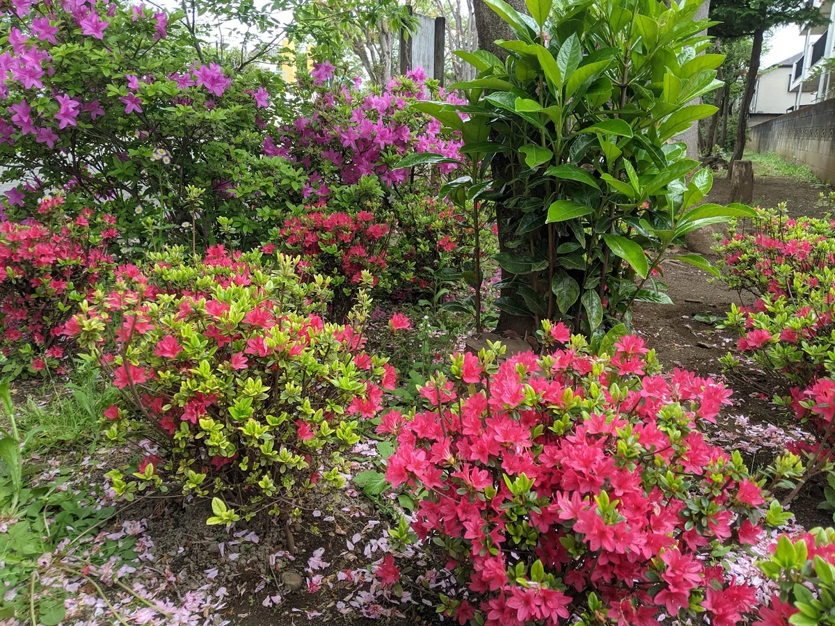 Nerima City Nishioizumi Park | What to Know Before You Go