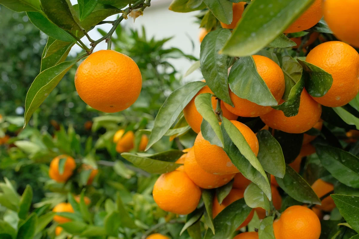Hayashi Mikan Farm in Kainan | What to Know Before You Go