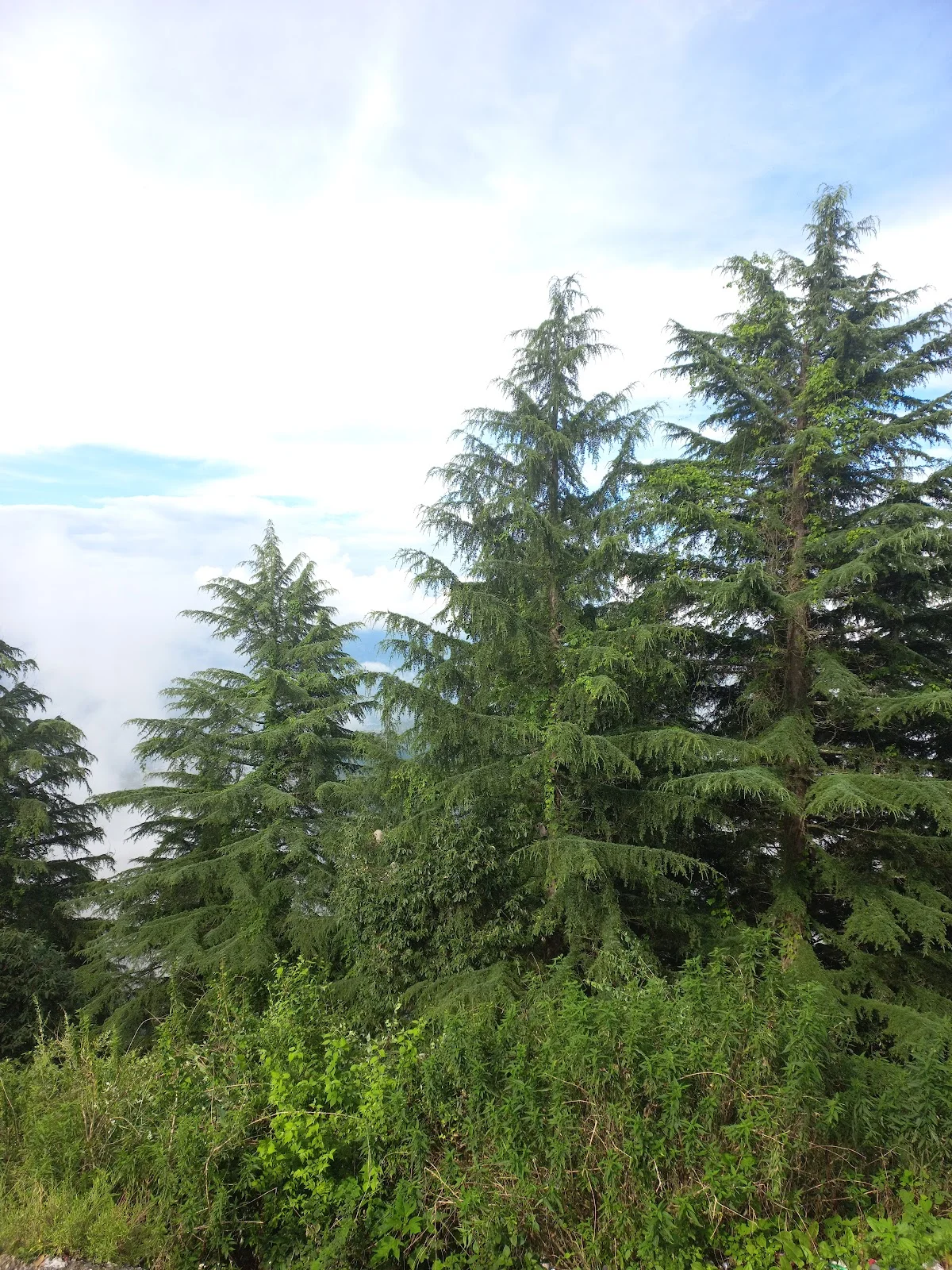 Landour Language School | What to Know Before You Go