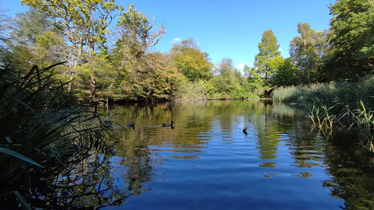 Danbury Country Park in Danbury | What to Know Before You Go