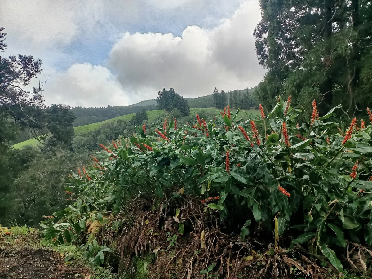 Pico da Vara trail (PRC07SMI) - parking - Ask AI | mindtrip