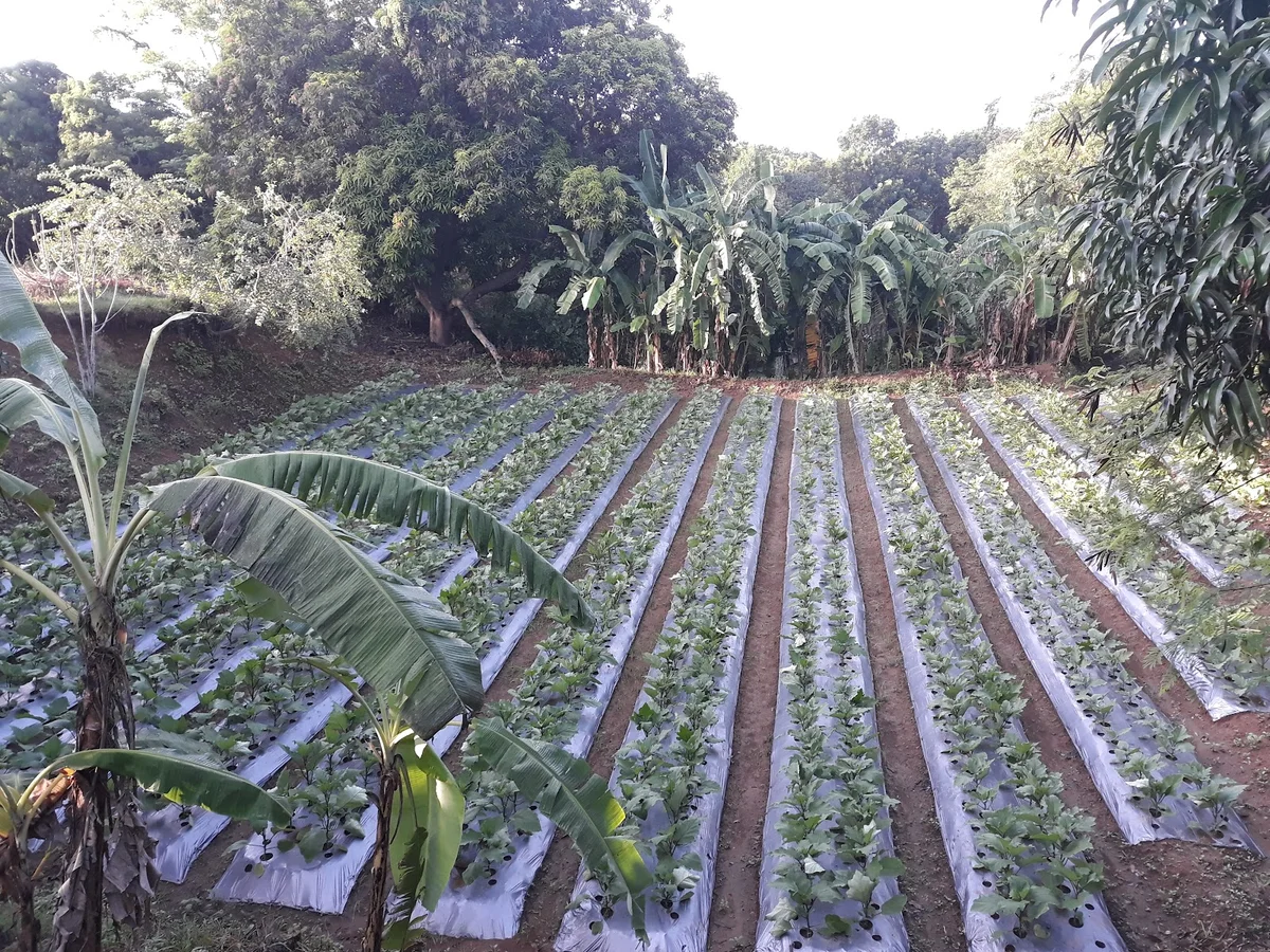 Alcantara's Residence and Farm in Santo Tomas | Ask Anything