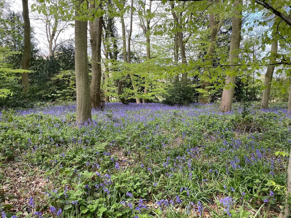 Cawston Spinney in Ullenhall, England | Ask Anything