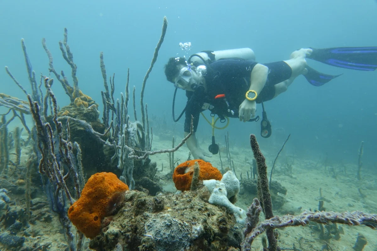 Bocas Dive Center | What to Know Before You Go