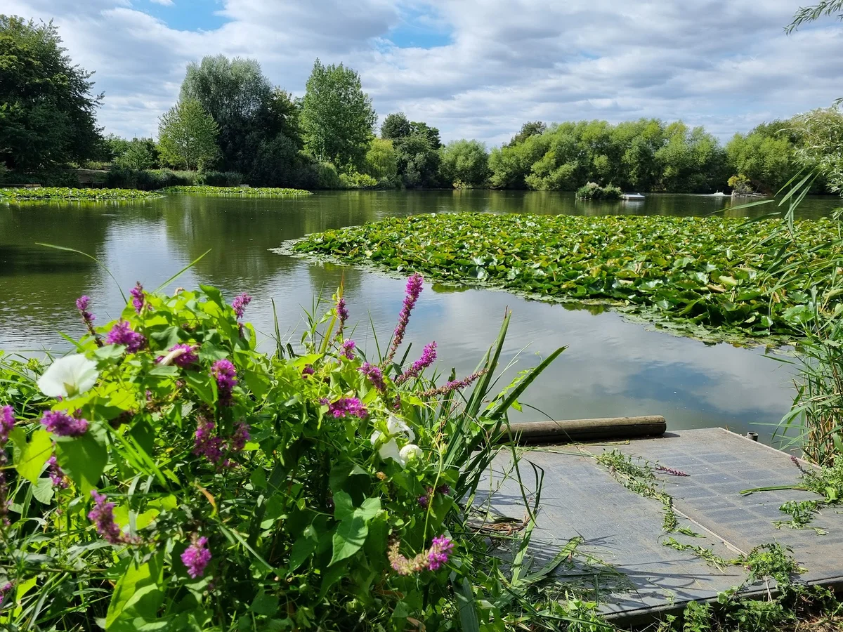 Somersham Nature Reserve in Somersham - Ask AI | mindtrip