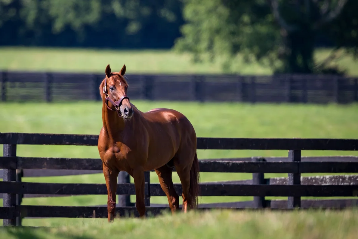 Three Chimneys Farm in Versailles - Ask AI | mindtrip