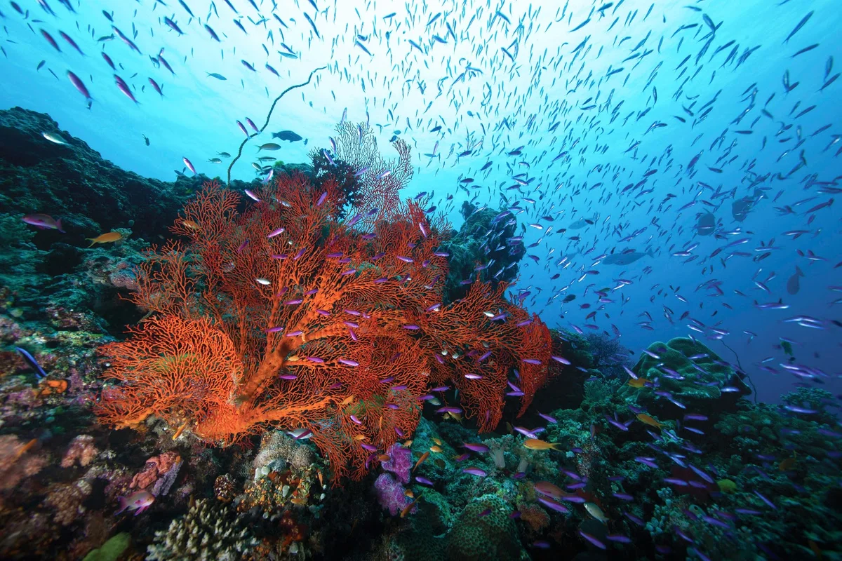 Tourism Tropical North Queensland