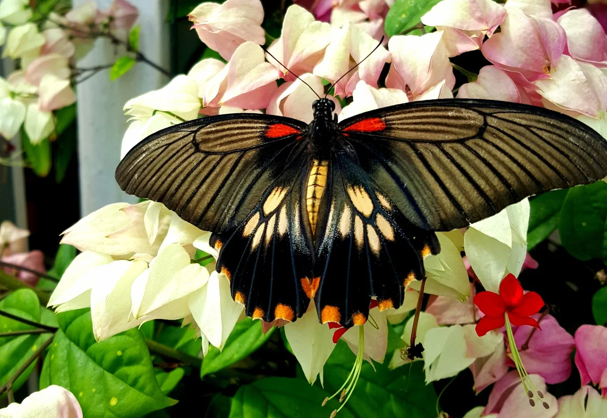 Botania Art Garden in Joensuu - Ask AI | mindtrip