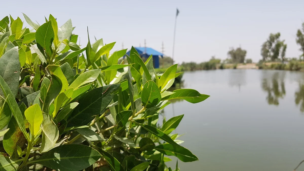 al jazeera Water Park | What to Know Before You Go