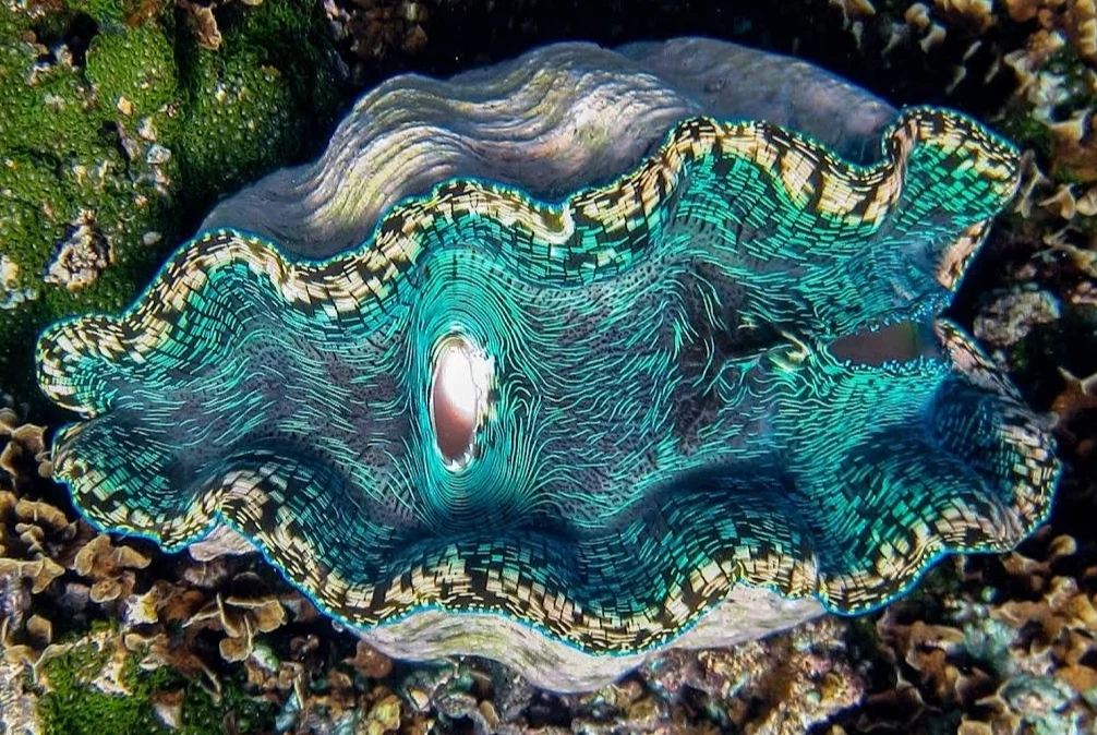 Giant Clam Sanctuary in Savaia | What to Know Before You Go
