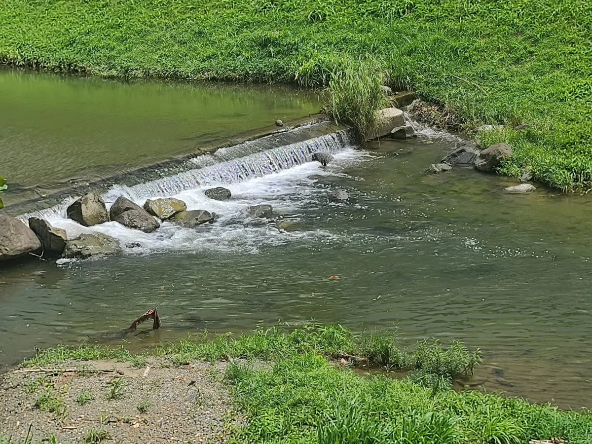 Paseo Tablado de Guaynabo | What to Know Before You Go