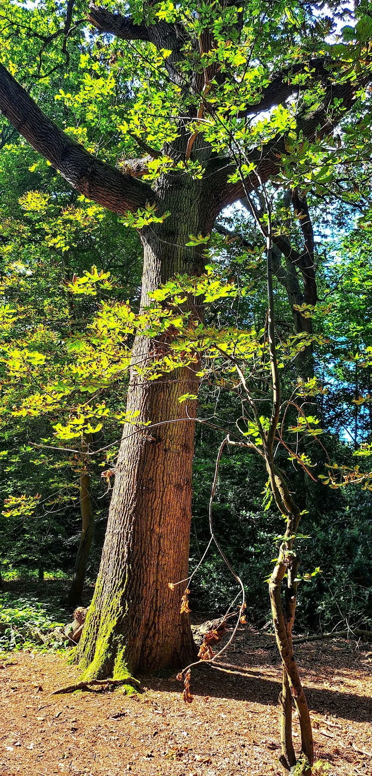 Corton Woods Nature Reserve | What to Know Before You Go