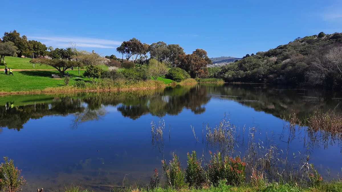 Majik Forest in Cape Town Central - Ask AI | mindtrip