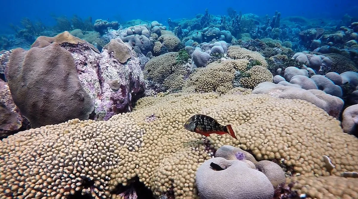The Dive Bus, Curacao & Scubapro, Curacao