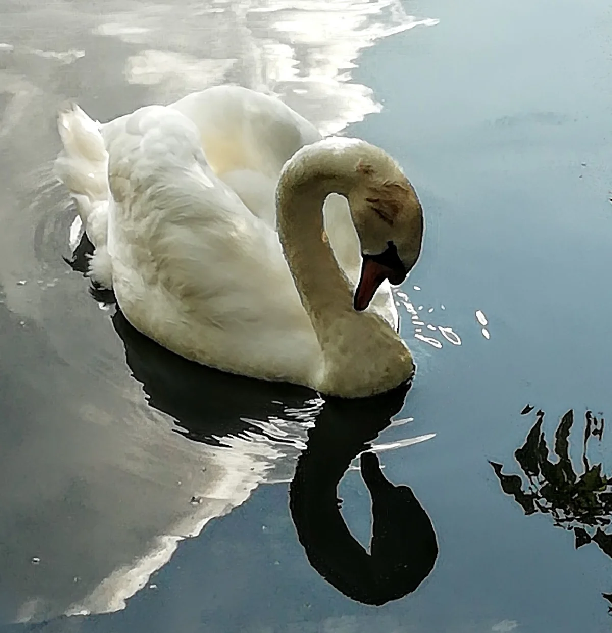 Wyken Slough in Coventry | What to Know Before You Go