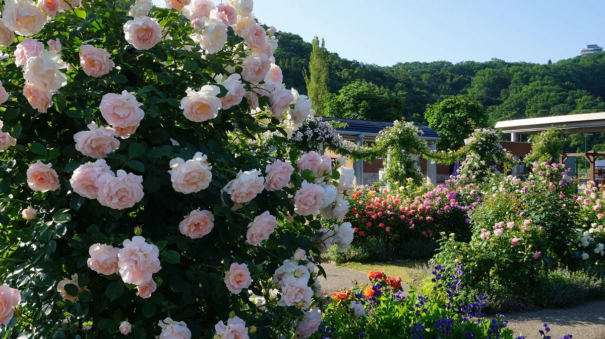 Echigo Hillside National Park | What to Know Before You Go