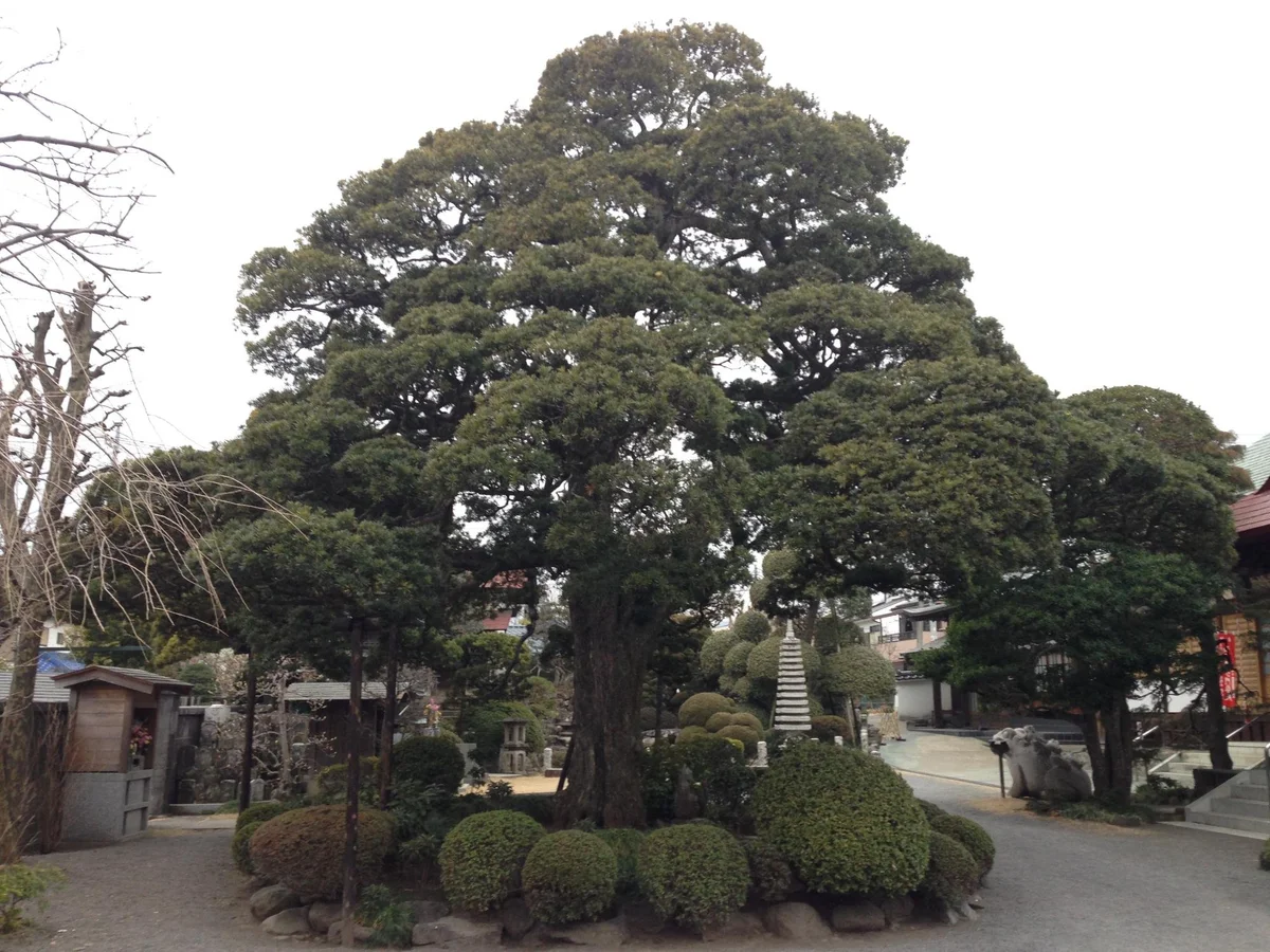 Sokenji Temple in Ome | What to Know Before You Go