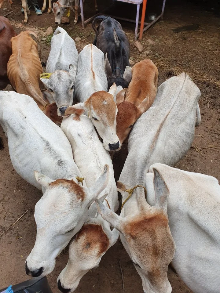 Animal Aid Unlimited in Udaipur, India - Ask AI | mindtrip