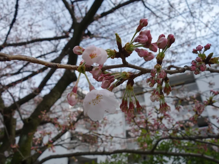 Oyato Park in Yokohama | What to Know Before You Go