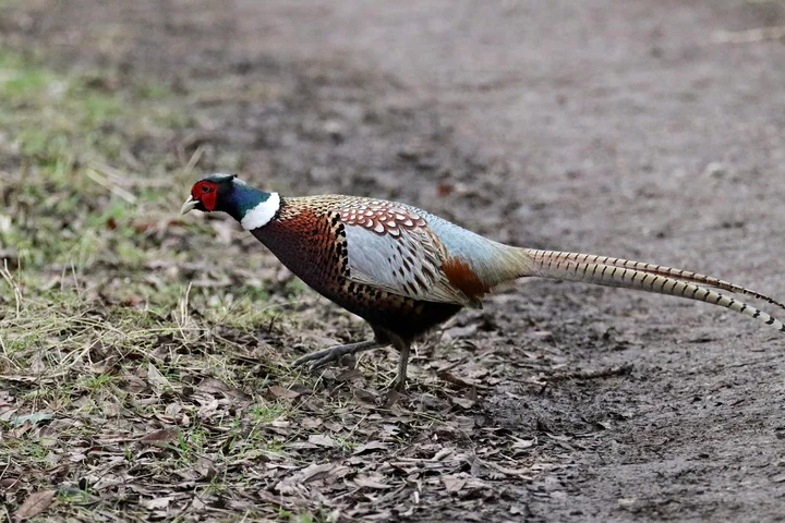 RSPB Leighton Moss | What to Know Before You Go