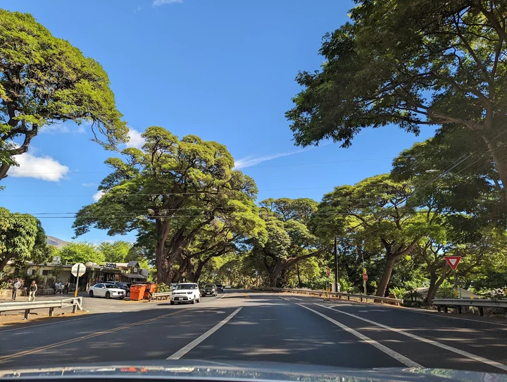 Tunnel of Monkeypod Trees in Lahaina - Ask AI | mindtrip