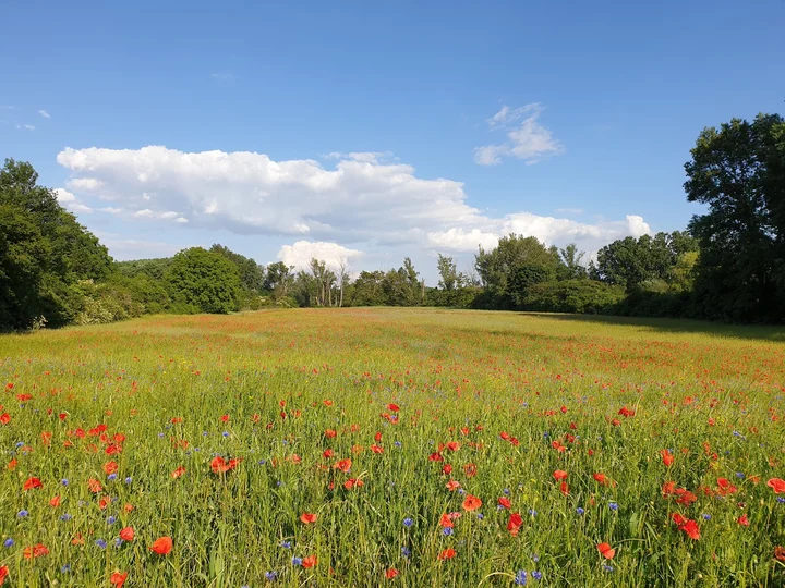 Lobau Nature Reserve in Vienna, Wien - Ask AI | mindtrip