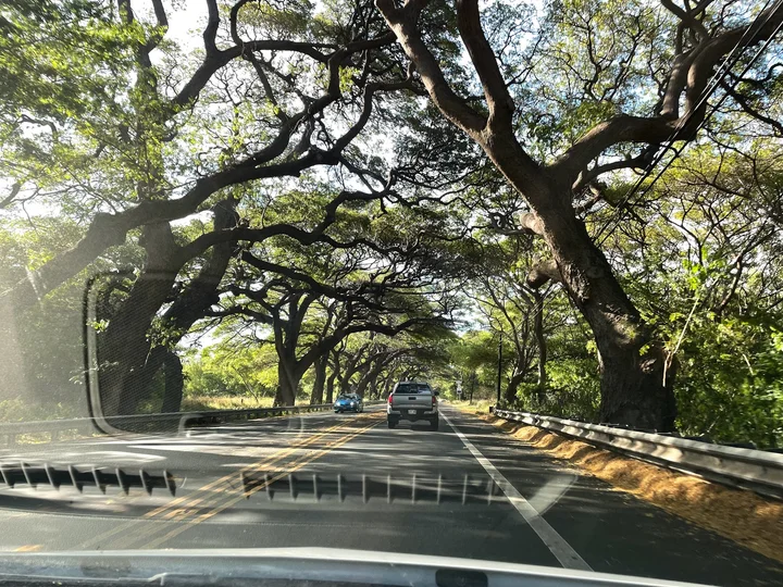 Tunnel of Monkeypod Trees in Lahaina - Ask AI | mindtrip