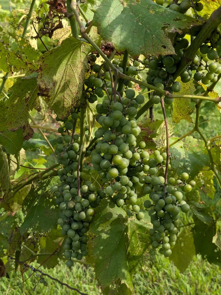 Vignoble Les Collines in Chelsea, Canada | Ask Anything