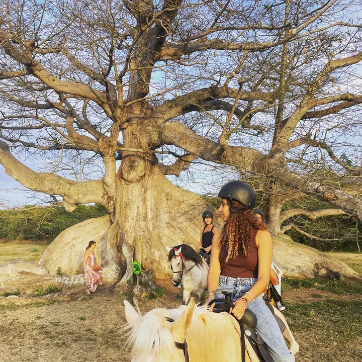 Jurutungo Farm & Sanctuary | What to Know Before You Go