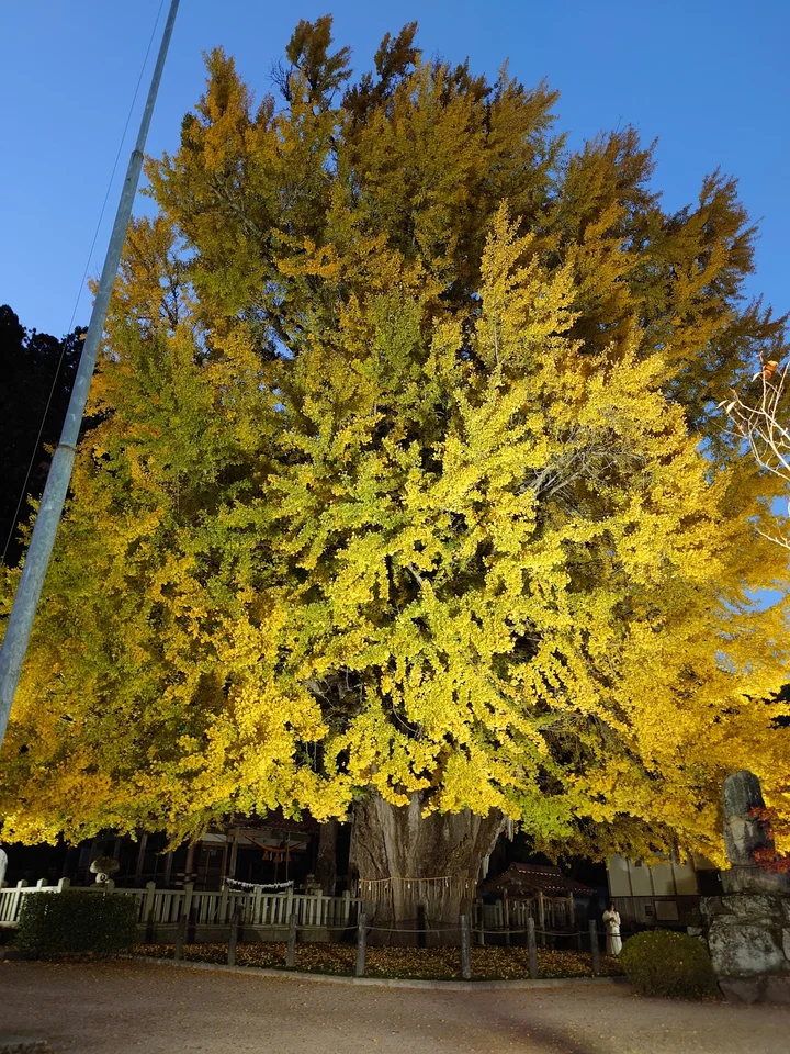 Tsutsuga Giant Ginkgo in Akiota-cho - Ask AI | mindtrip