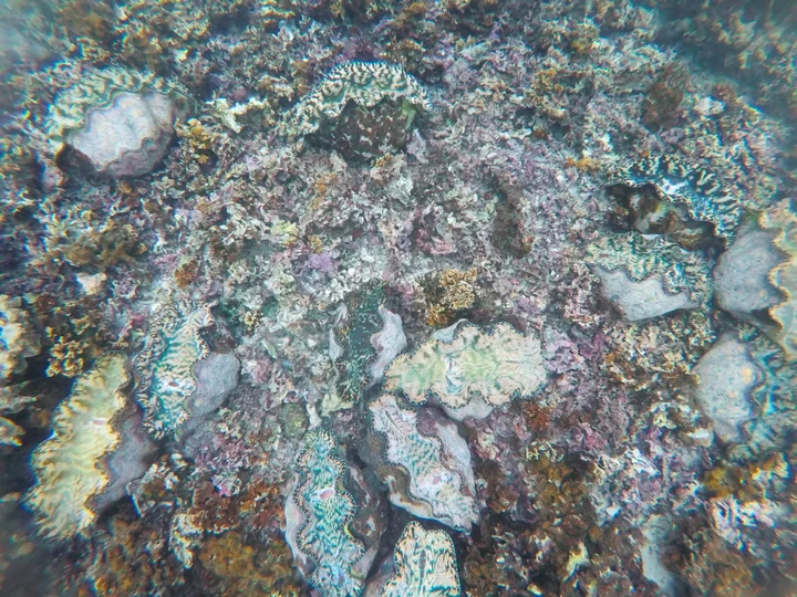 Giant Clam Sanctuary in Savaia | What to Know Before You Go