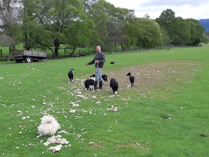 Working Sheepdogs in Kincraig | What to Know Before You Go