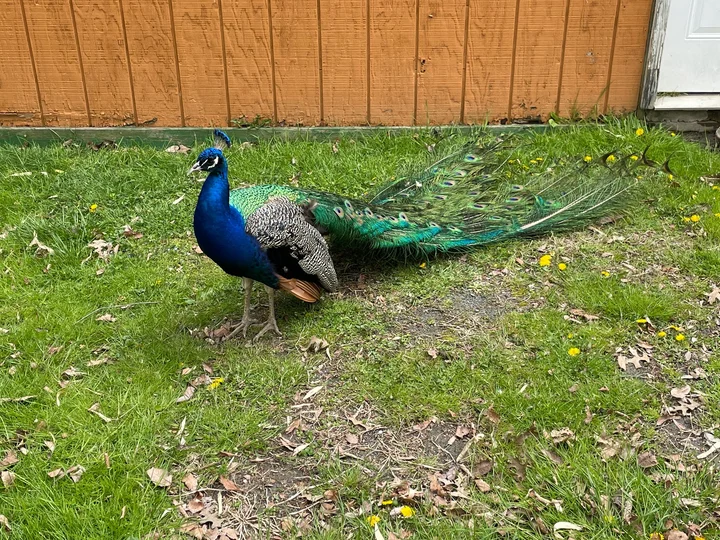 Plumpton Park Zoo in Rising Sun - Ask AI | mindtrip