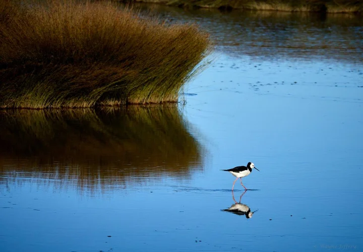 Estuary Boardwalk in Invercargill - Ask AI | mindtrip