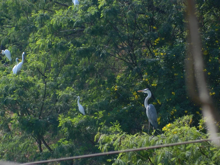 Vishrantwadi Lake in Pune | What to Know Before You Go