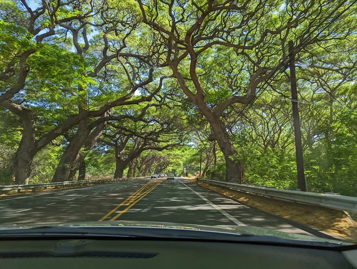 Tunnel of Monkeypod Trees in Lahaina - Ask AI | mindtrip