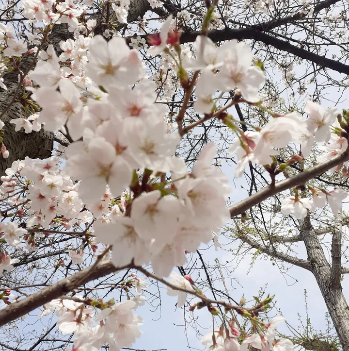 Nakatsu Central Park in Osaka | What to Know Before You Go
