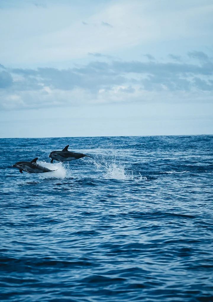 Magic Dolphin in Funchal, Madeira - Ask AI | mindtrip